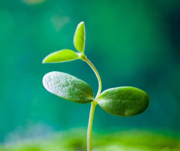 Home - Very Vitality Energetic Wellness Coaching